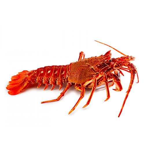 Langouste - Groupe Charlet